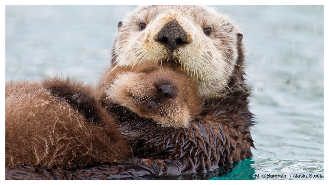 Animais vivíparos | #EstudoemCasa@