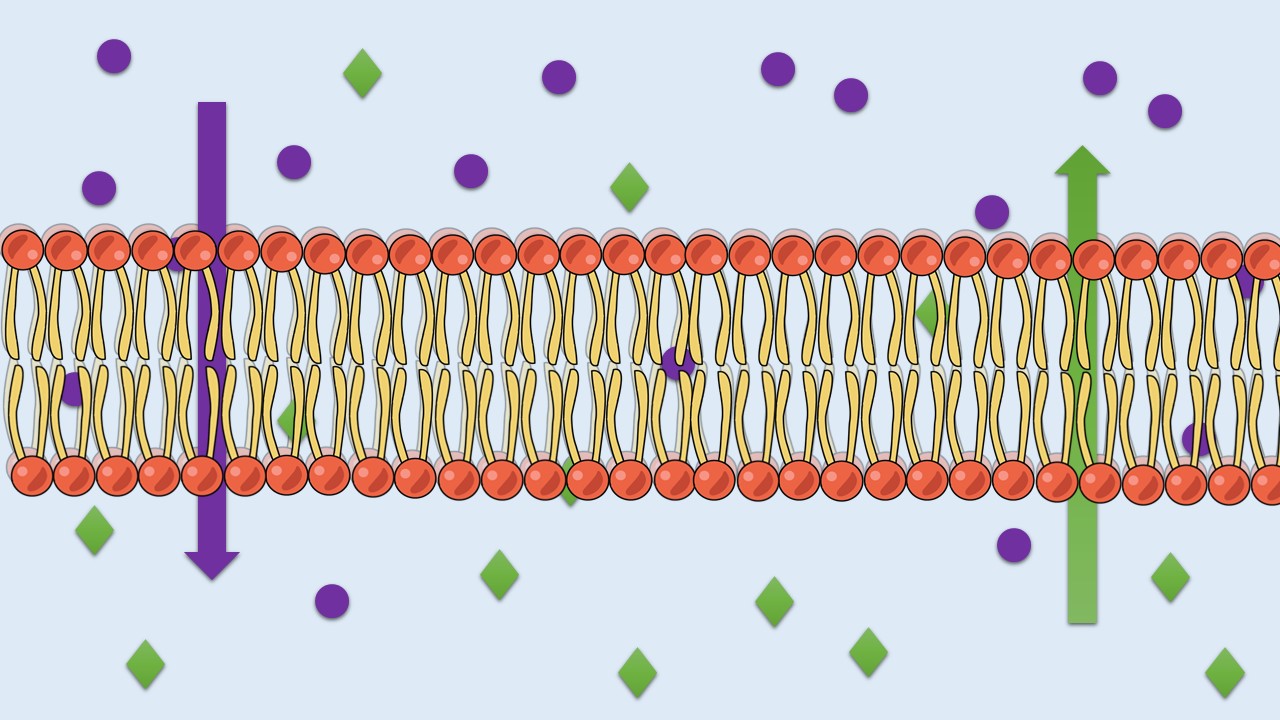Transporte transmembranar: difusão simples | #EstudoemCasa@